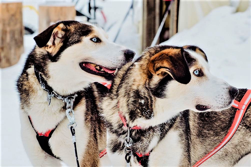 BearhillHusky Rovaniemi - Discovering Finland