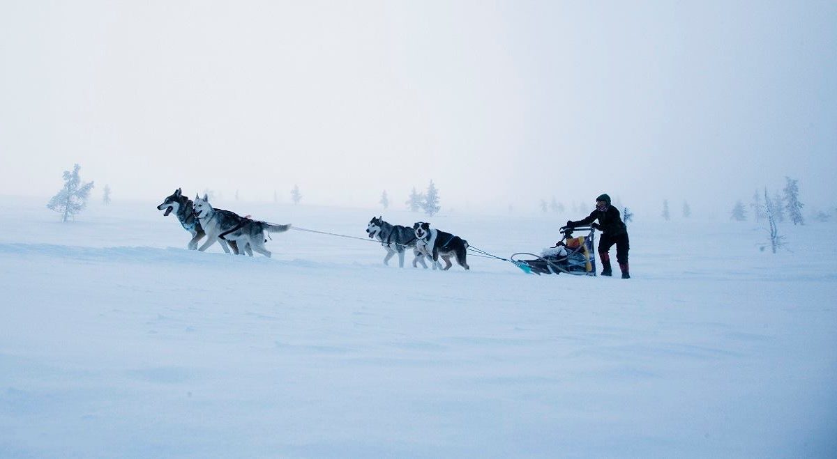 Safartica - Activities in Lapland Rovaniemi - Discovering Finland