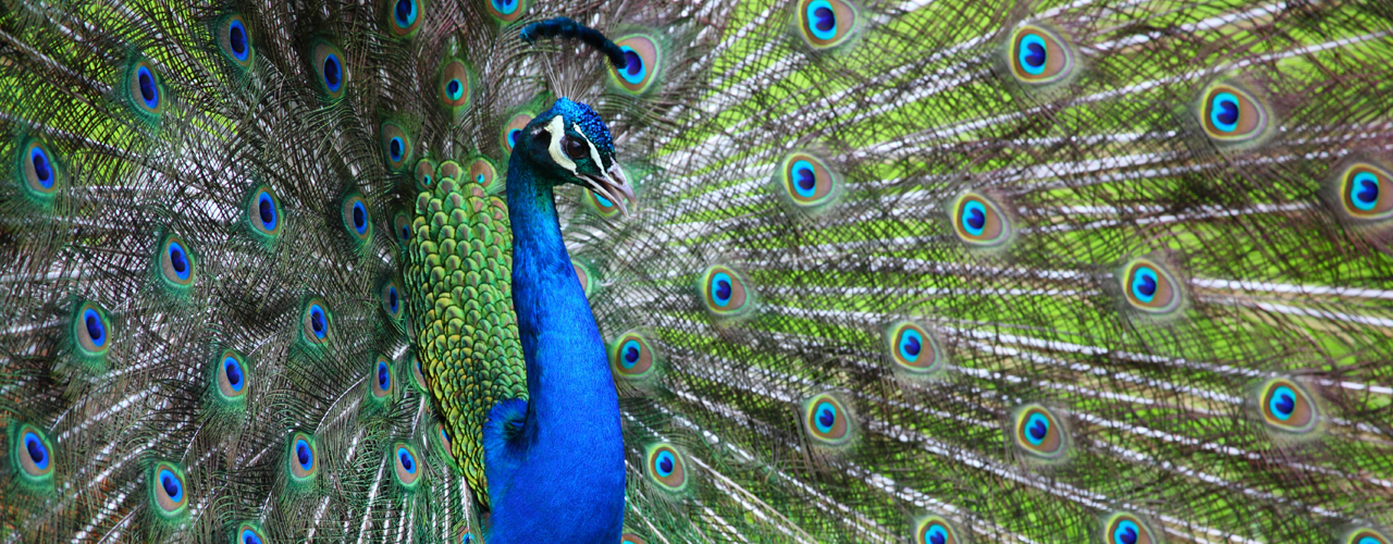 Zoos & Animal Parks - Family Vacations in Finland - Discovering Finland