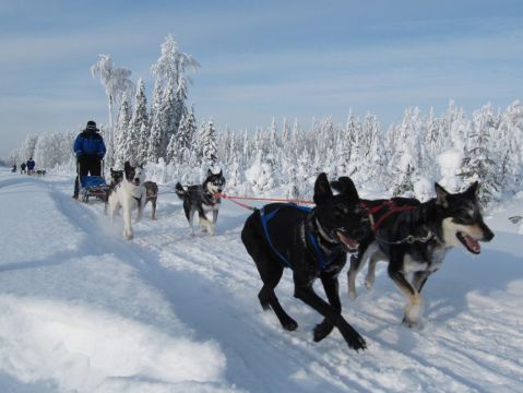 Safartica – House of adventures Rovaniemi - Discovering Finland