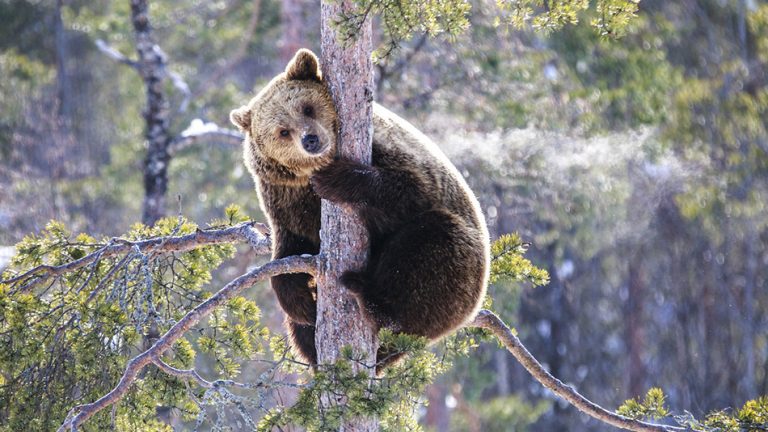 Ranua Wildlife Park - the most northern zoo in Finland - Discovering ...