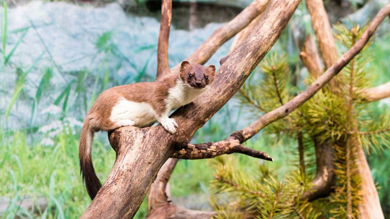 Ranua Wildlife Park - the most northern zoo in Finland - Discovering ...