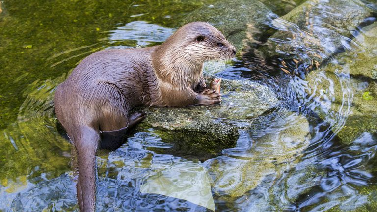 Ranua Wildlife Park - the most northern zoo in Finland - Discovering ...