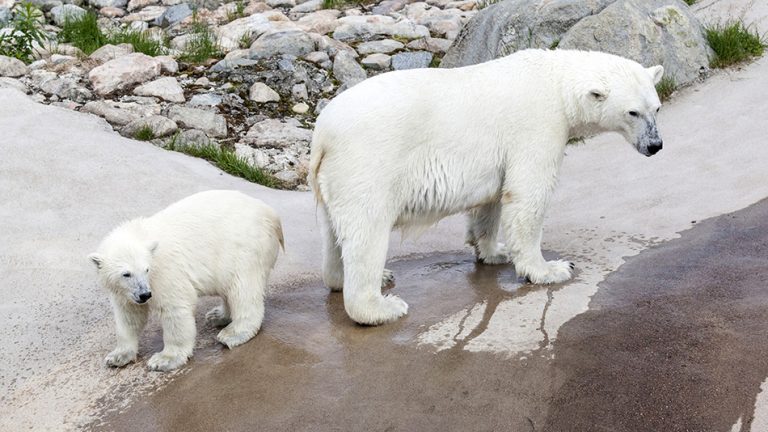 Ranua Wildlife Park - the most northern zoo in Finland - Discovering ...