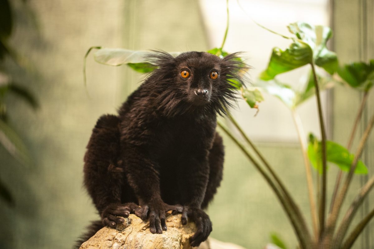 Helsinki Zoo - Korkeasaari Helsinki - Discovering Finland