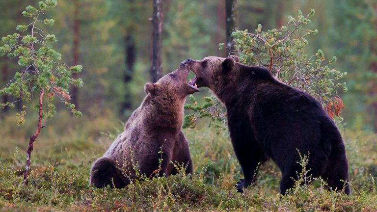 Wild Taiga’s beautiful wilderness nature & rich cultural experiences ...