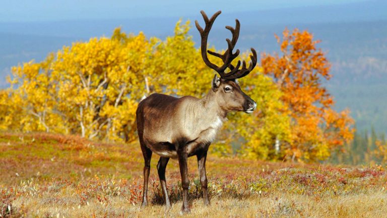 The Wonderful Colors of Arctic Autumn in Lapland - Discovering Finland